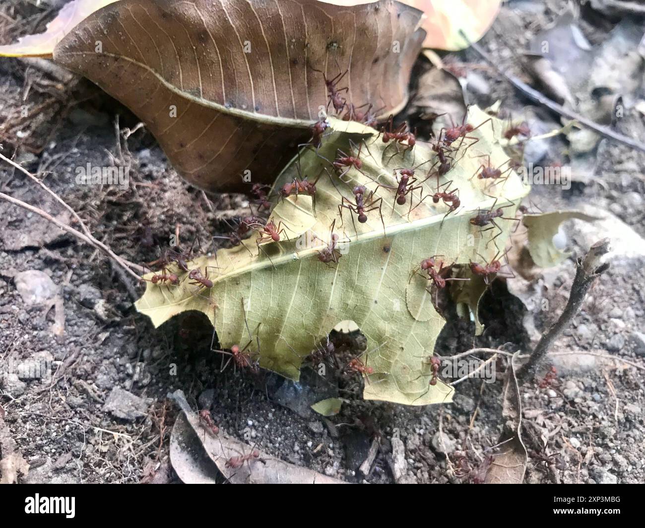 Colombian Leafcutter Ant (Atta colombica) Insecta Stock Photo - Alamy