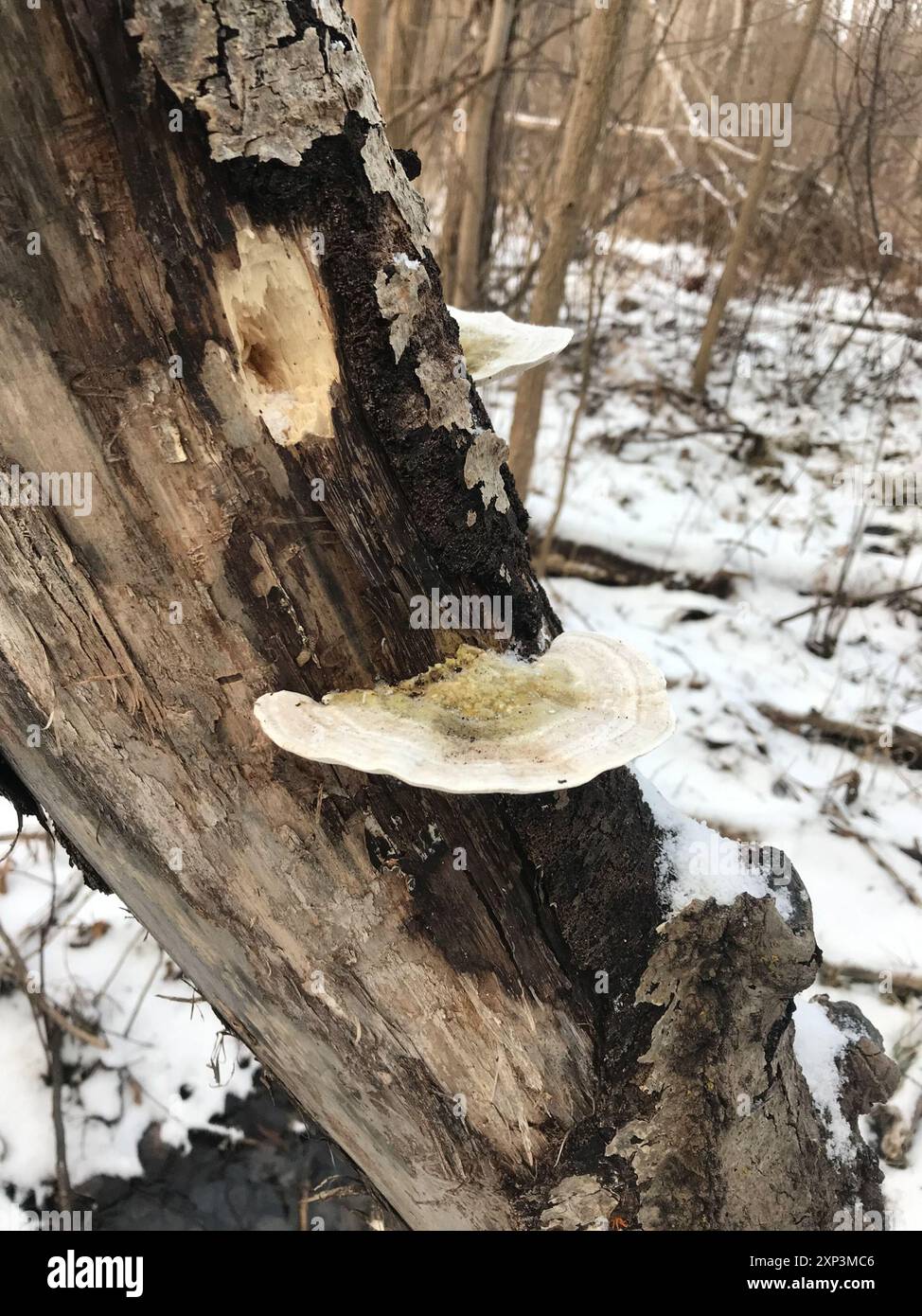 Lumpy Bracket (Trametes gibbosa) Fungi Stock Photo - Alamy