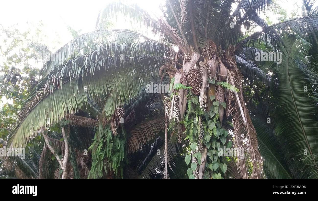 Cohune Palm (Attalea cohune) Plantae Stock Photo - Alamy