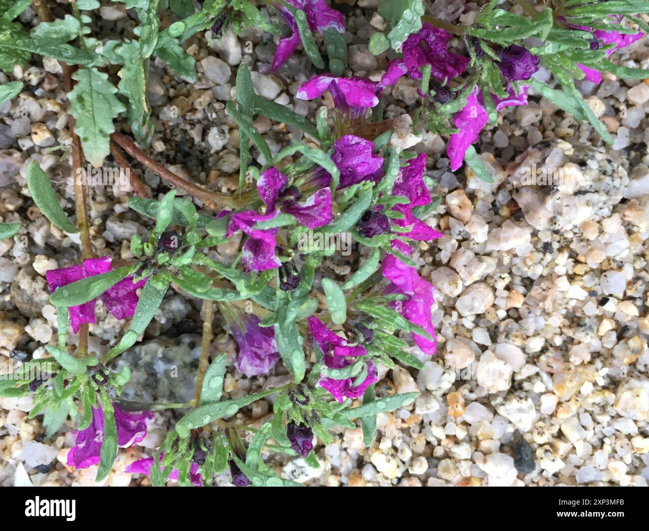 purple mat (Nama demissa) Plantae Stock Photo - Alamy