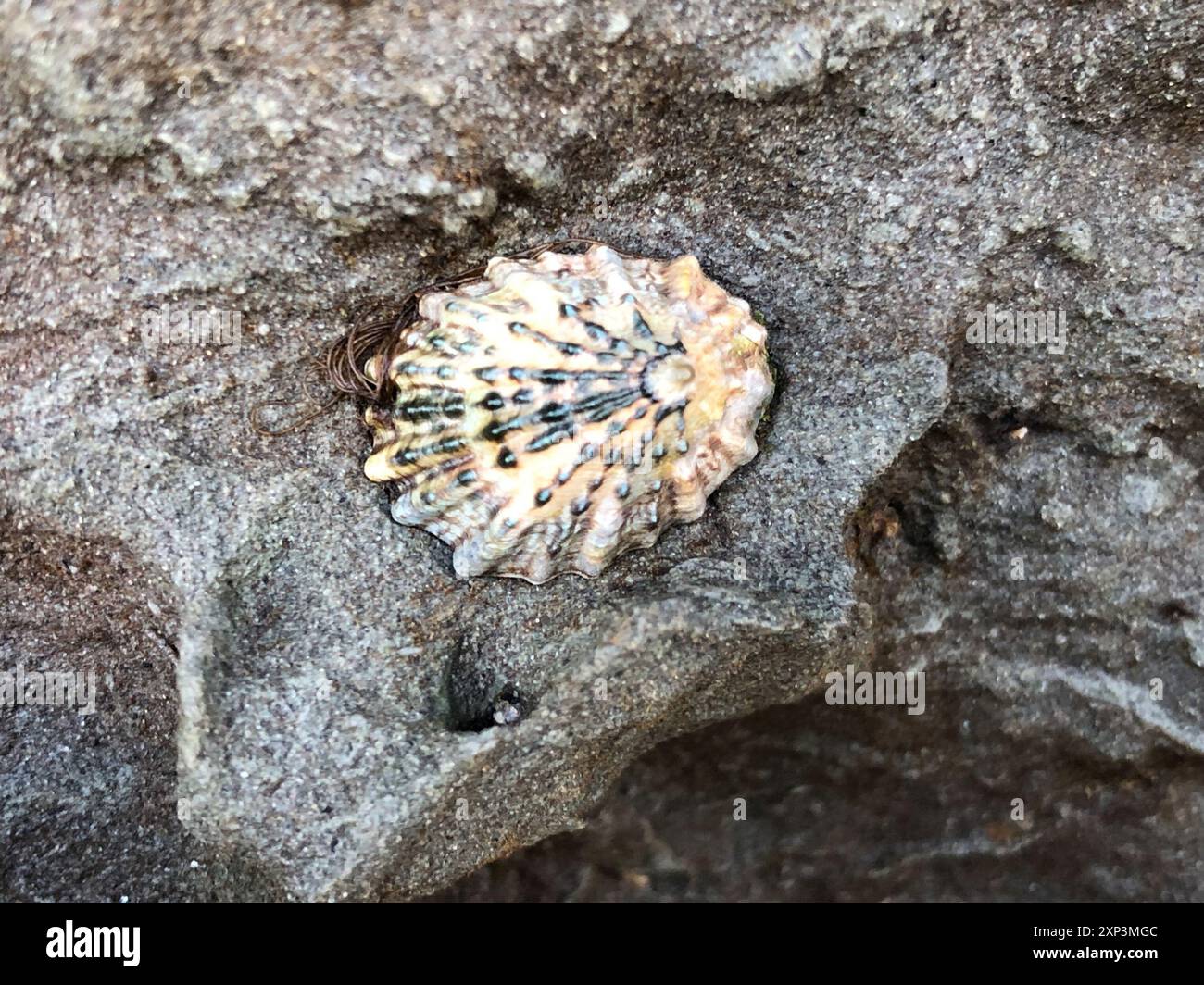 True Limpets (Patellogastropoda) Mollusca Stock Photo - Alamy