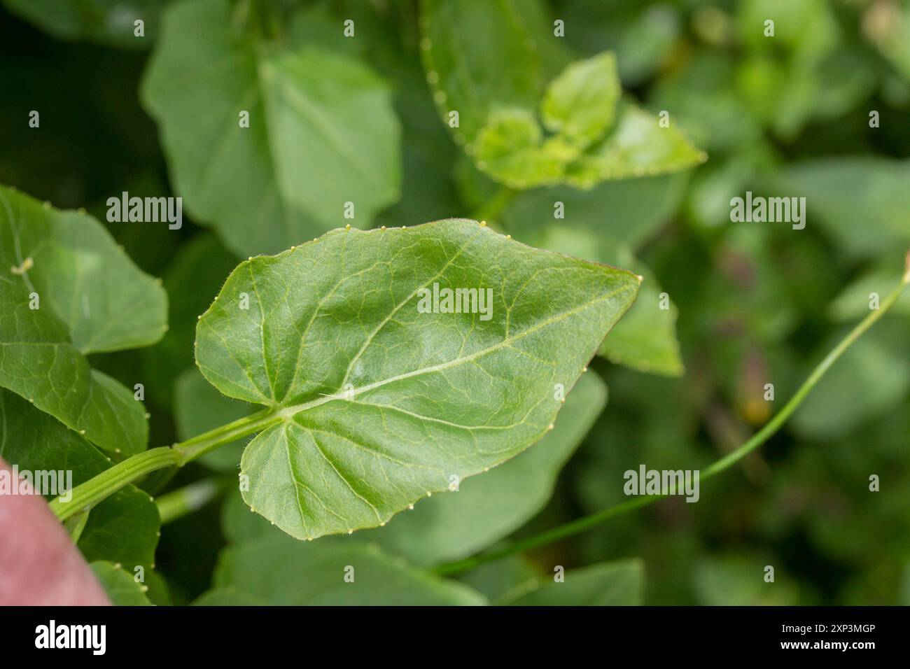 heartleaf bittercress (Cardamine cordifolia) Plantae Stock Photo - Alamy