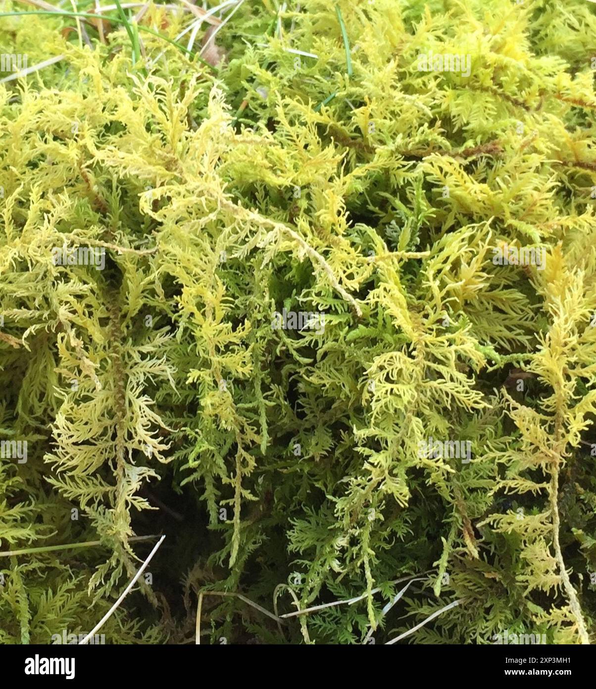 delicate fern moss (Thuidium delicatulum) Plantae Stock Photo - Alamy