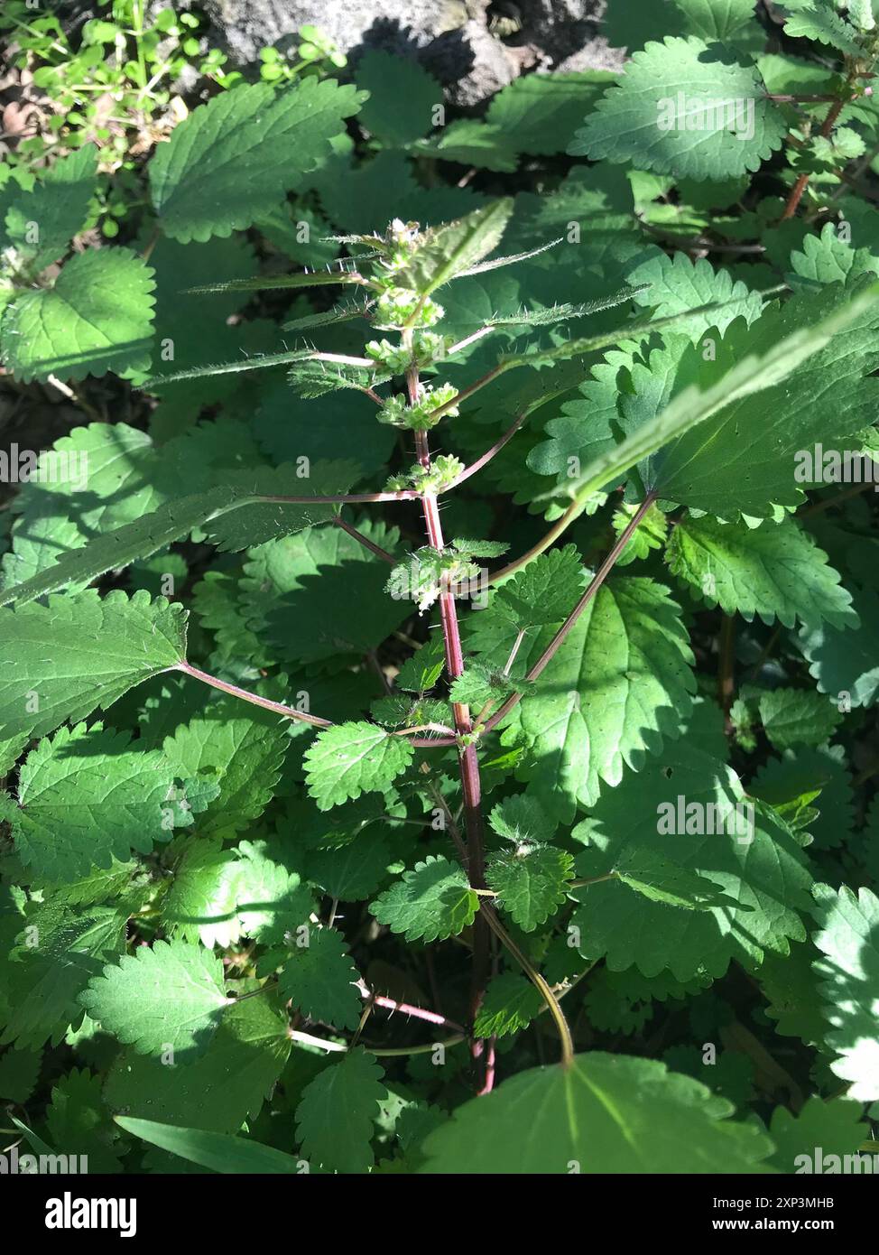 heartleaf nettle (Urtica chamaedryoides) Plantae Stock Photo - Alamy