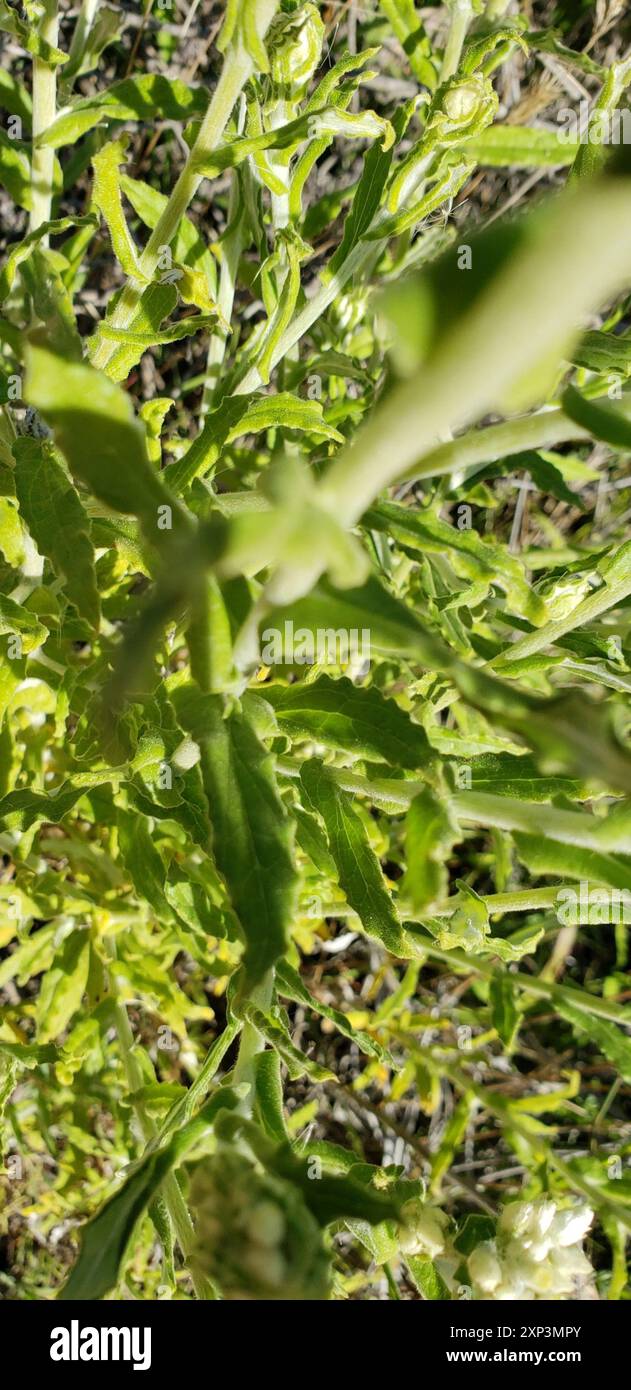two-color rabbit tobacco (Pseudognaphalium biolettii) Plantae Stock ...