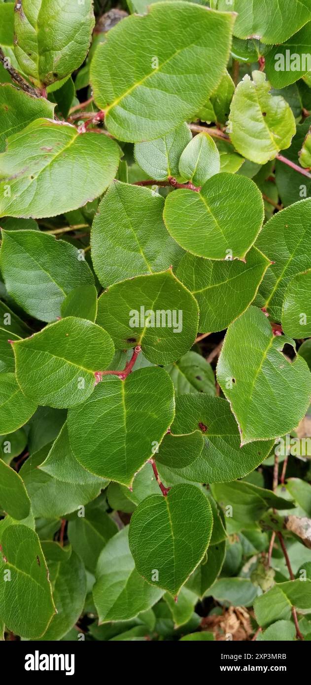 salal (Gaultheria shallon) Plantae Stock Photo - Alamy