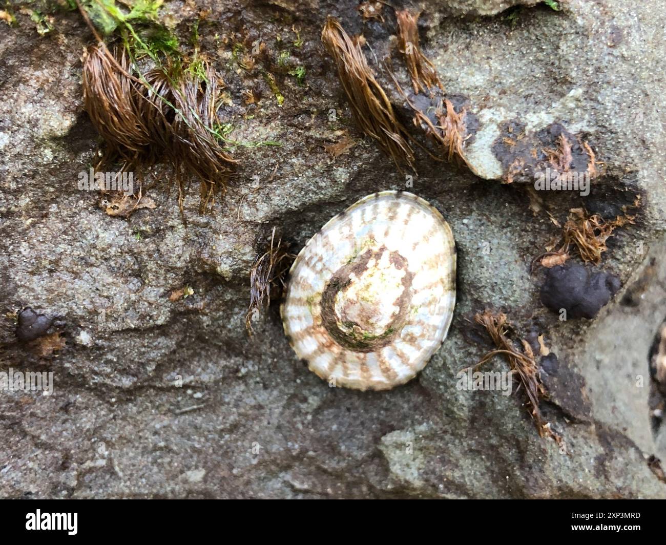 True Limpets (Patellogastropoda) Mollusca Stock Photo - Alamy