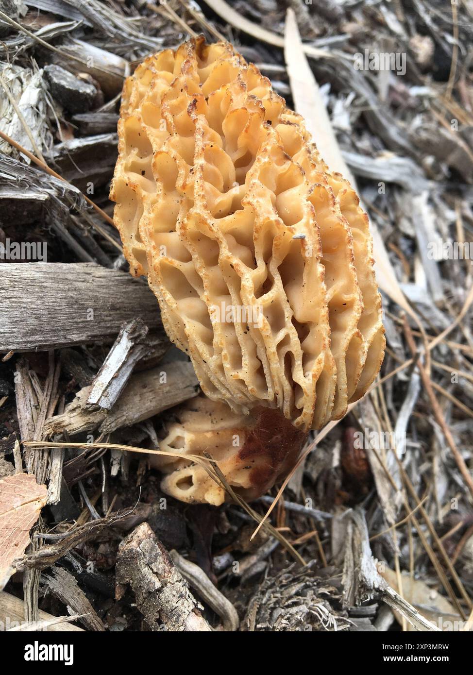 Woodchip Morel (Morchella rufobrunnea) Fungi Stock Photo - Alamy