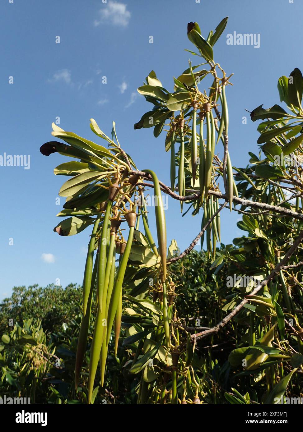 (Kandelia obovata) Plantae Stock Photo - Alamy