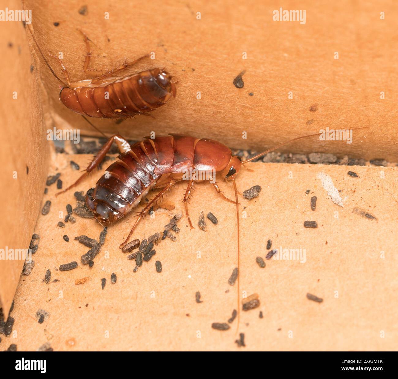 Turkestan Cockroach (Periplaneta lateralis) Insecta Stock Photo - Alamy