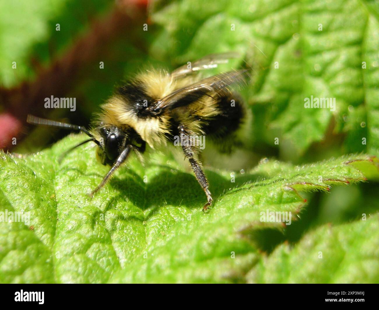 Bombus melanopygus melanopygus hi-res stock photography and images - Alamy