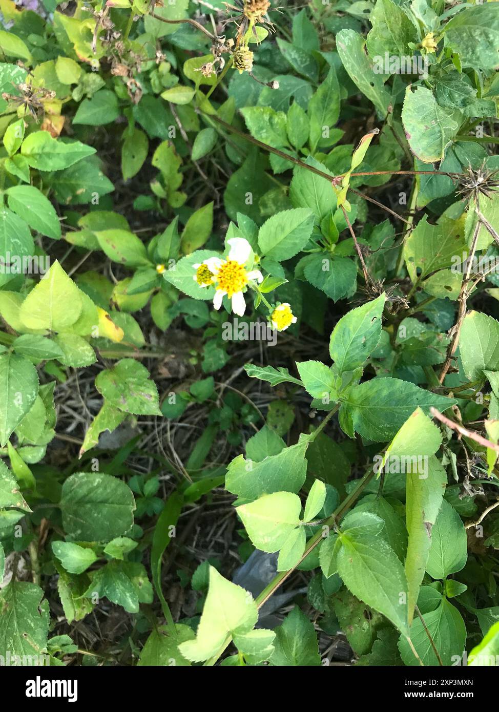 White beggarticks (Bidens alba) Plantae Stock Photo - Alamy