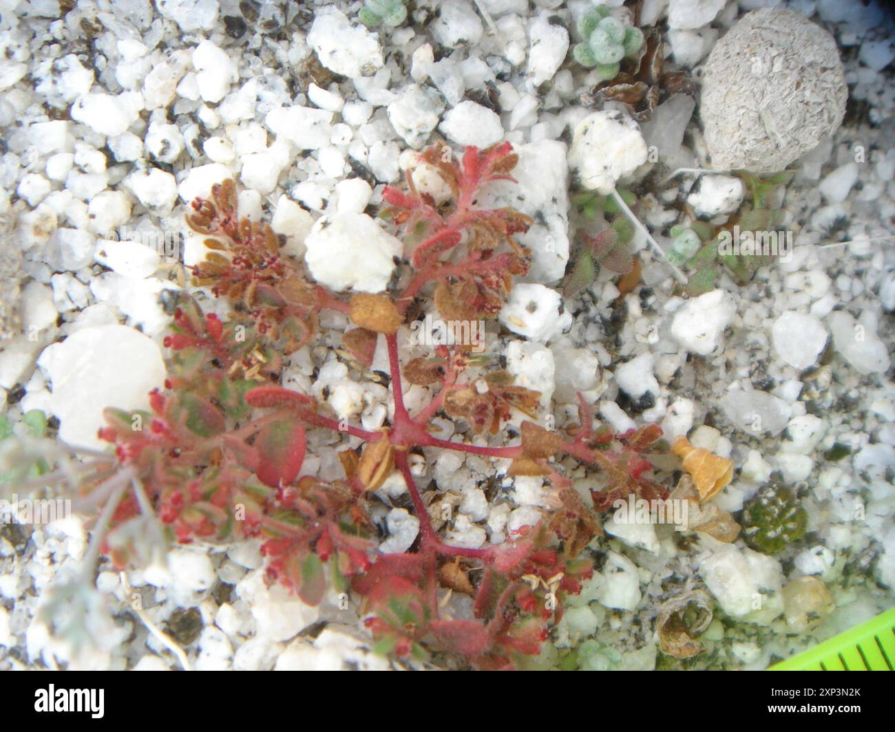 Yuma Sandmat (Euphorbia setiloba) Plantae Stock Photo - Alamy
