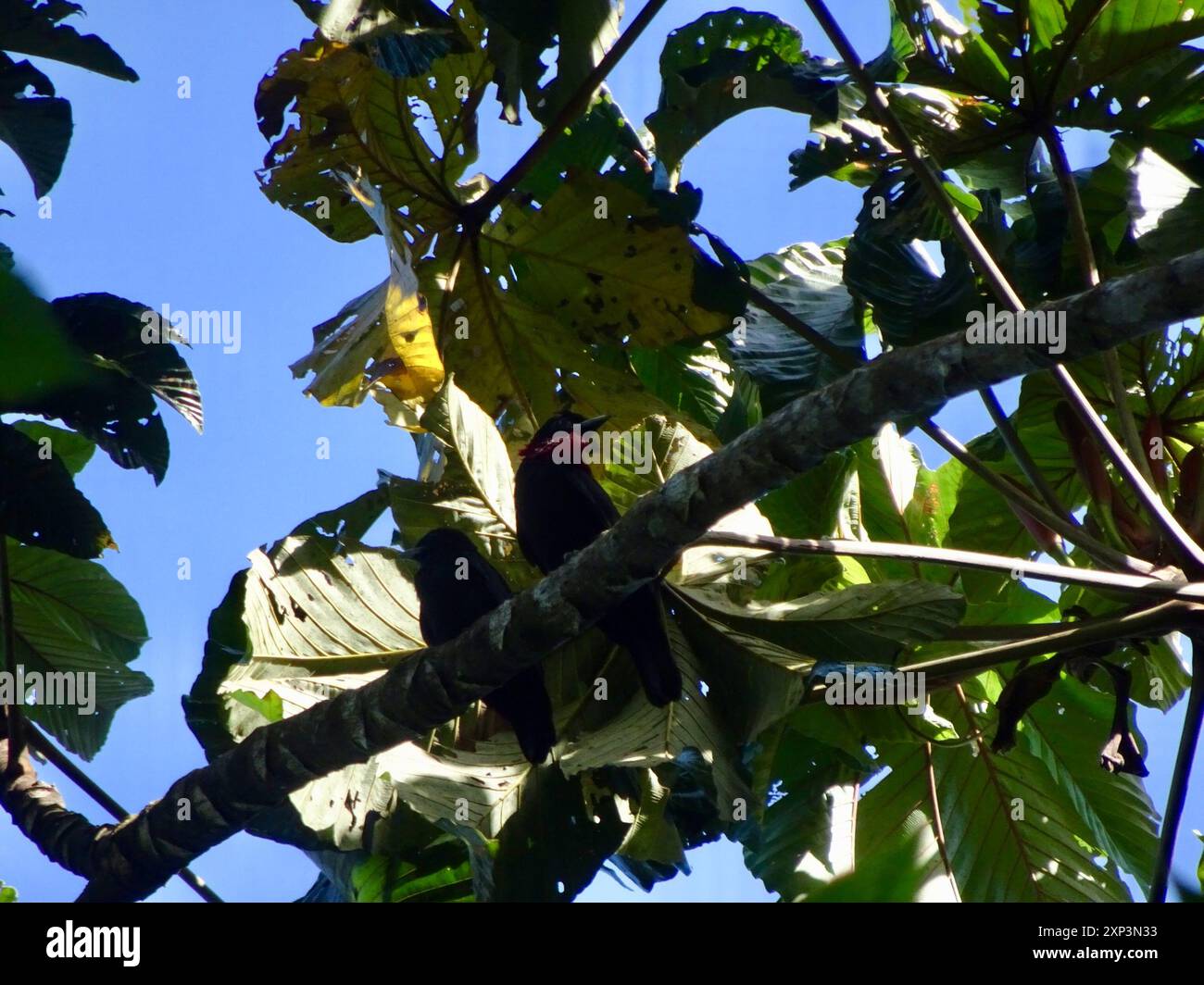 Purple-throated Fruitcrow (Querula purpurata) Aves Stock Photo - Alamy