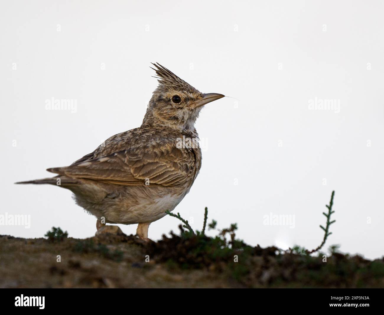 Crested Lark Profile in Close Up Stock Photo - Alamy