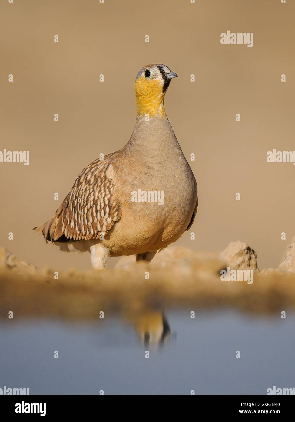Desert sandgrouse hi-res stock photography and images - Alamy