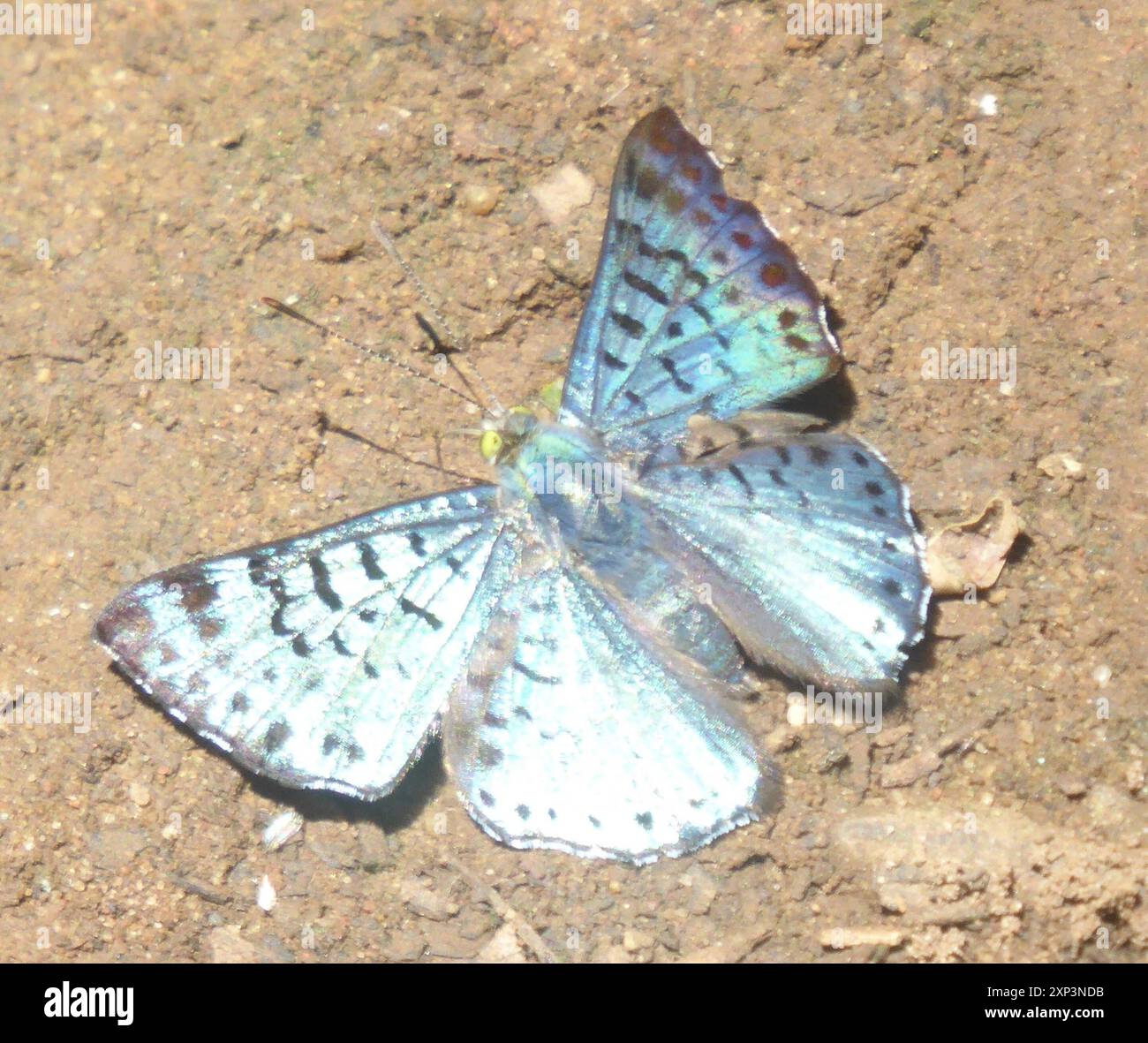 Black patch bluemark hi-res stock photography and images - Alamy