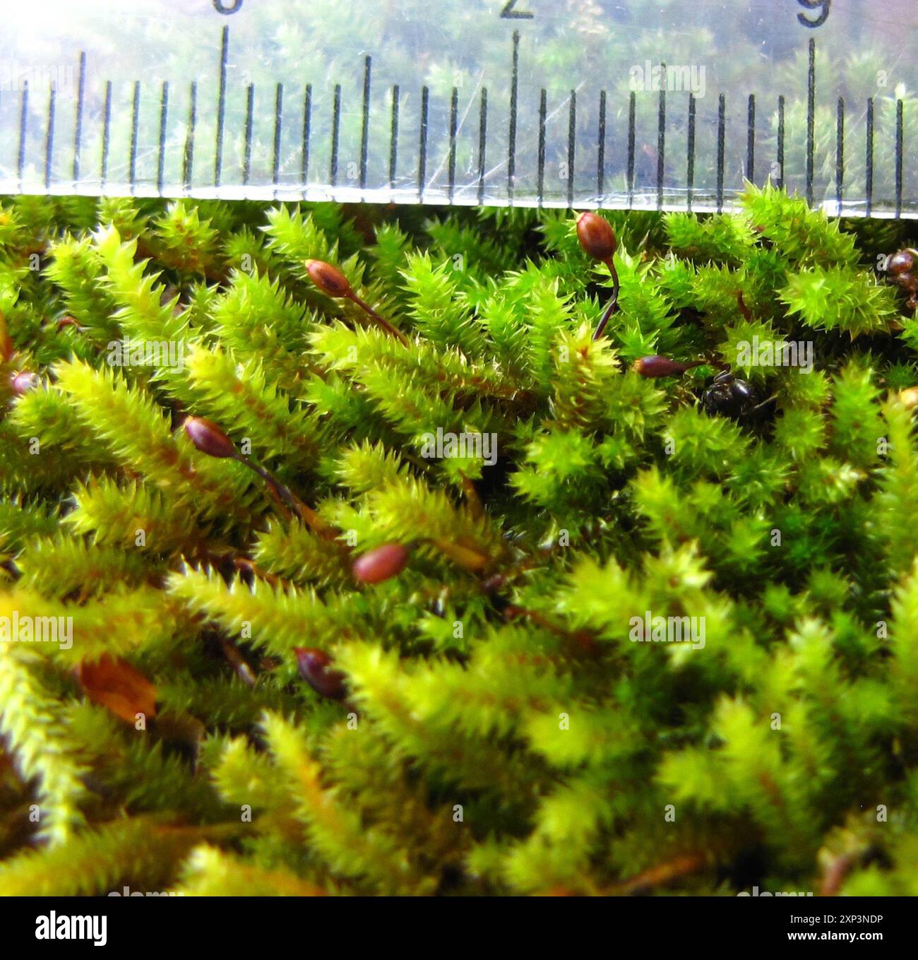 smooth hook moss (Leucodon julaceus) Plantae Stock Photo - Alamy