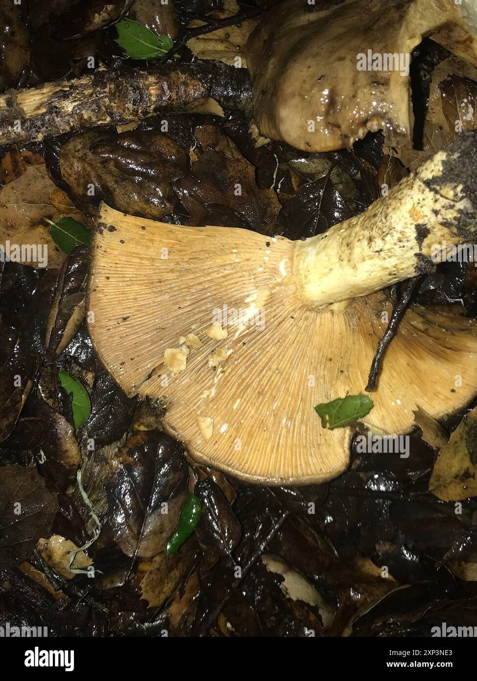 Giant Gray Milk Cap (Lactarius argillaceifolius megacarpus) Fungi Stock ...