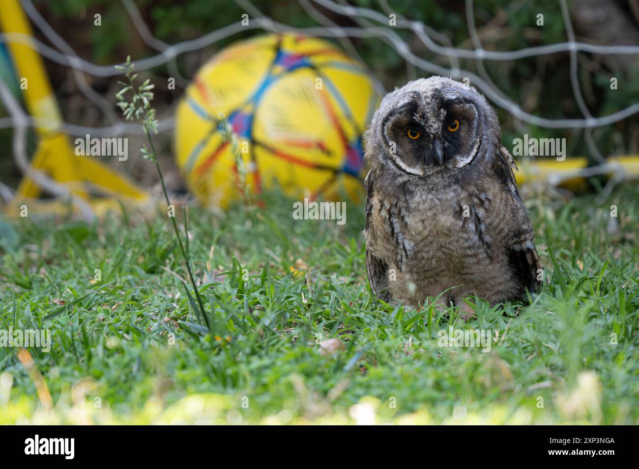 Long eared owlet hi-res stock photography and images - Alamy