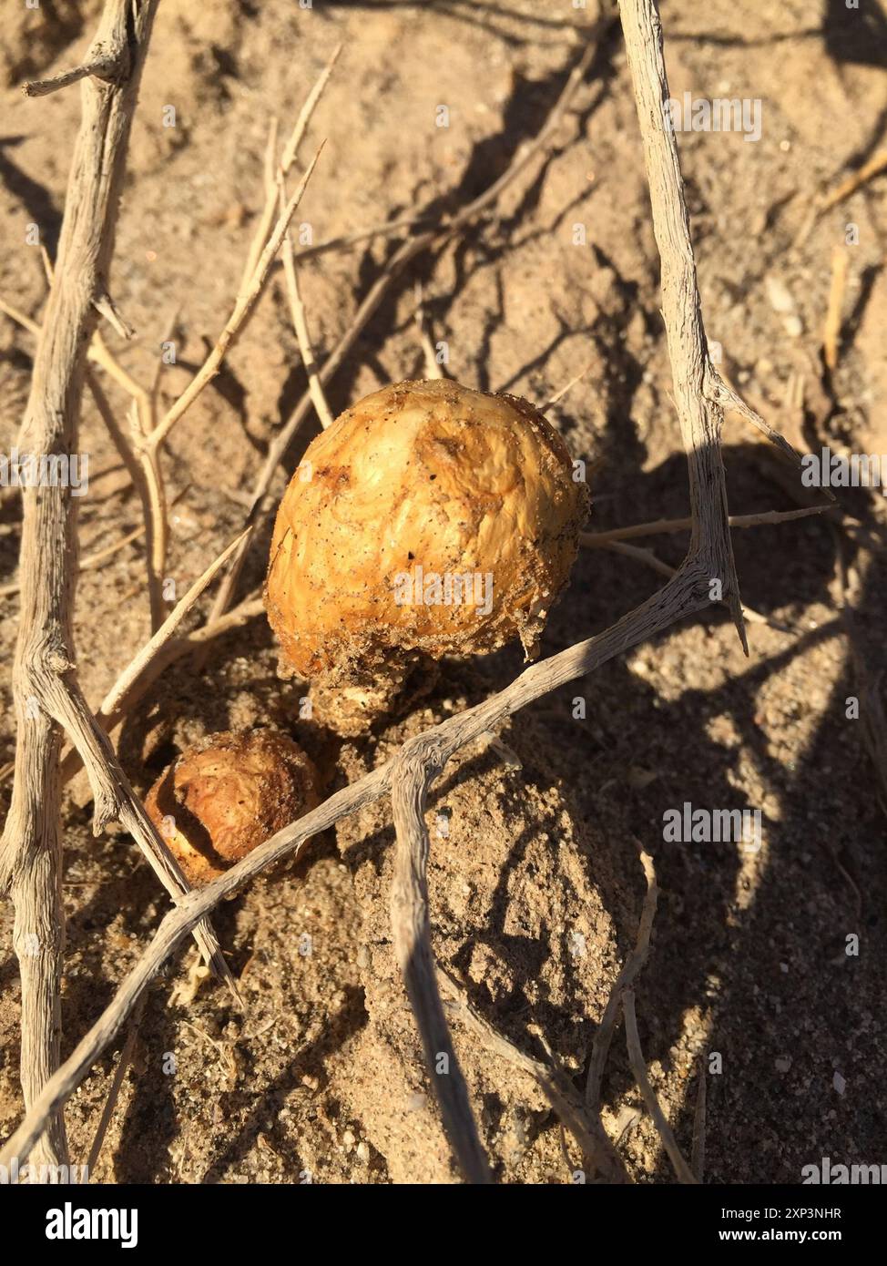 Desert Shaggymane (Podaxis pistillaris) Fungi Stock Photo - Alamy