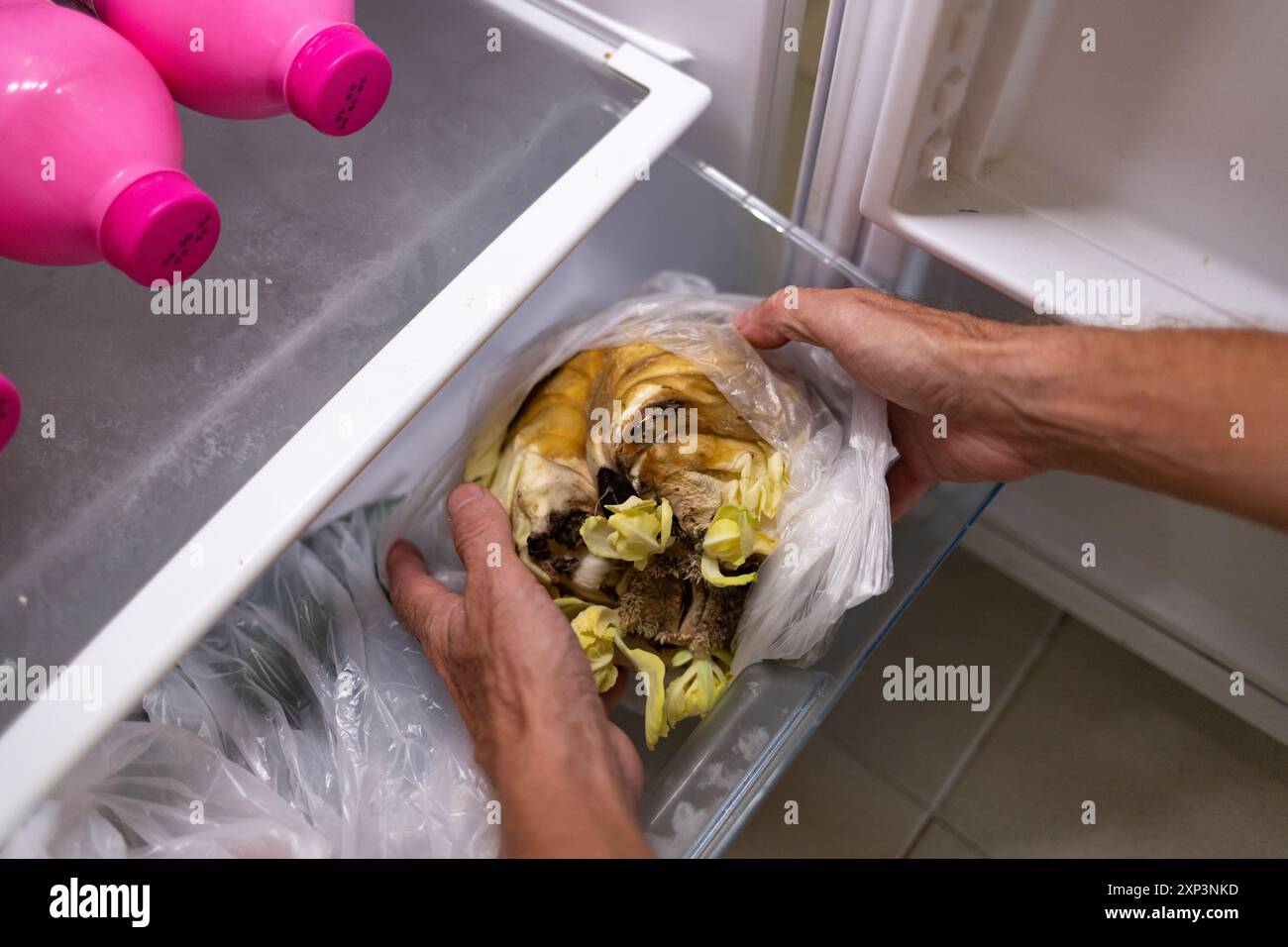 Men's hands take rotten head of cabbage out of the refrigerator Stock ...