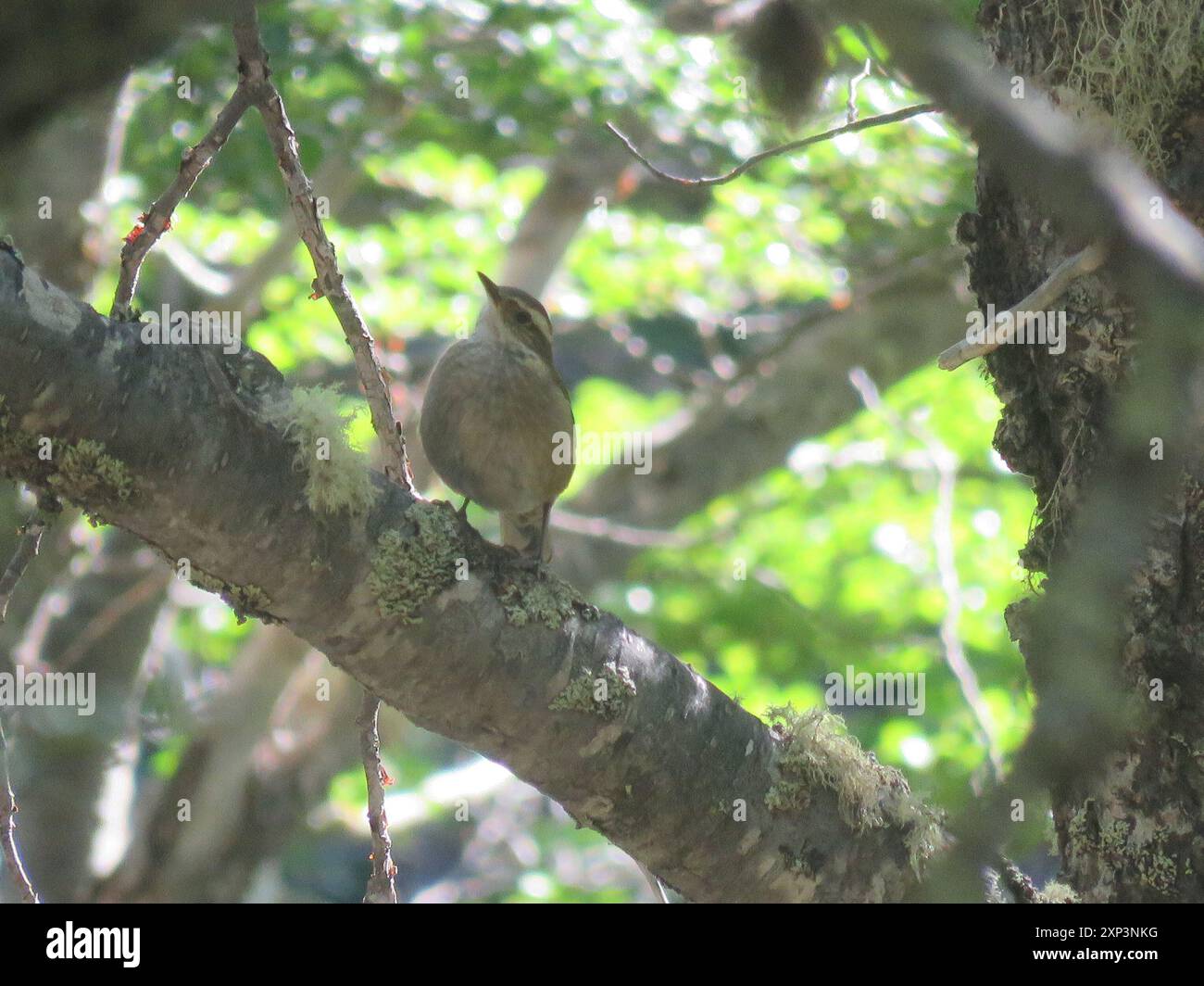 Buff-winged Cinclodes (Cinclodes fuscus) Aves Stock Photo - Alamy