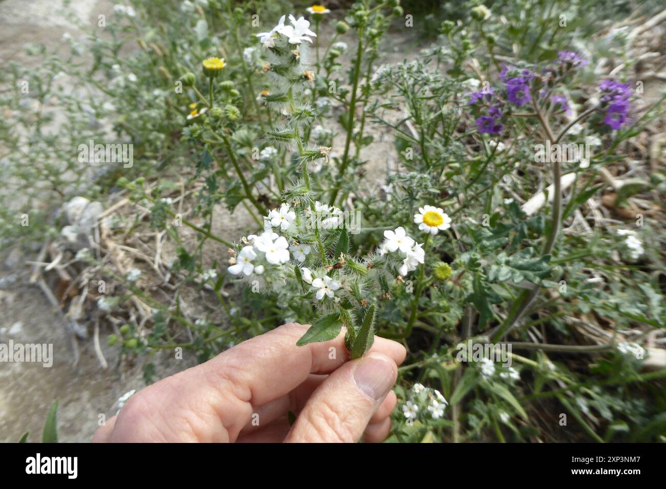 bearded cryptantha (Cryptantha barbigera) Plantae Stock Photo - Alamy