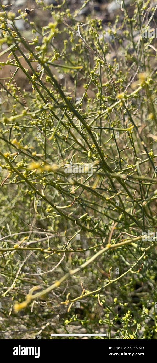 Cheesebush (Ambrosia salsola) Plantae Stock Photo - Alamy