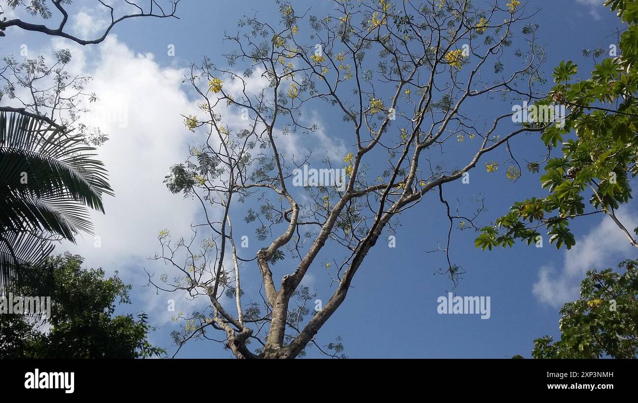 Brazilian fern tree (Schizolobium parahyba) Plantae Stock Photo - Alamy