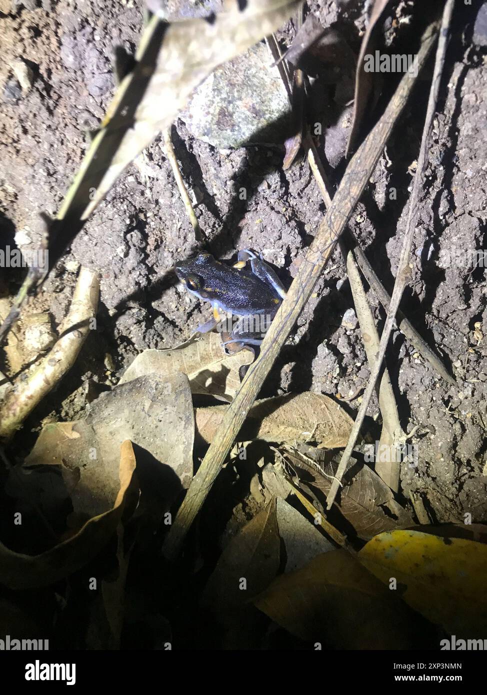 Gaige's Rain Frog (Pristimantis gaigei) Amphibia Stock Photo - Alamy