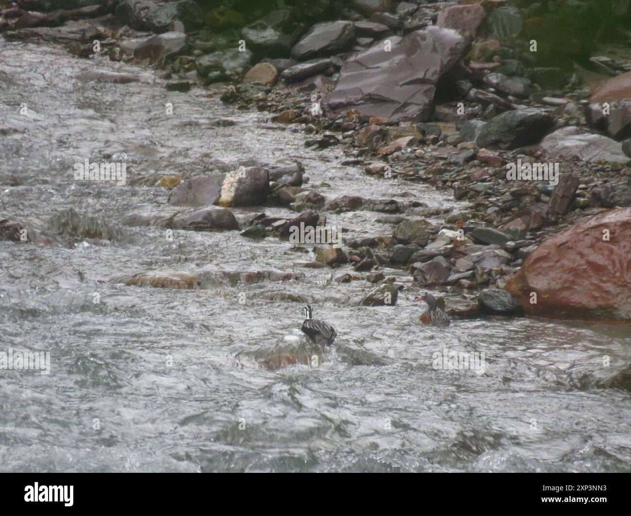 Torrent Duck (Merganetta armata) Aves Stock Photo - Alamy