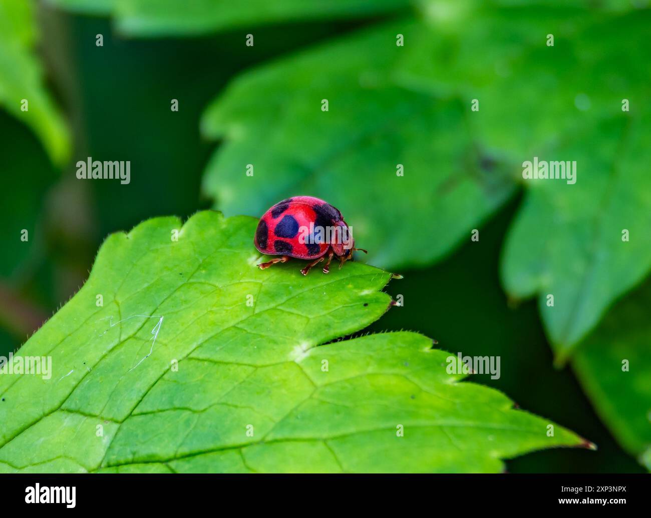 Novius cardinalis hi-res stock photography and images - Alamy