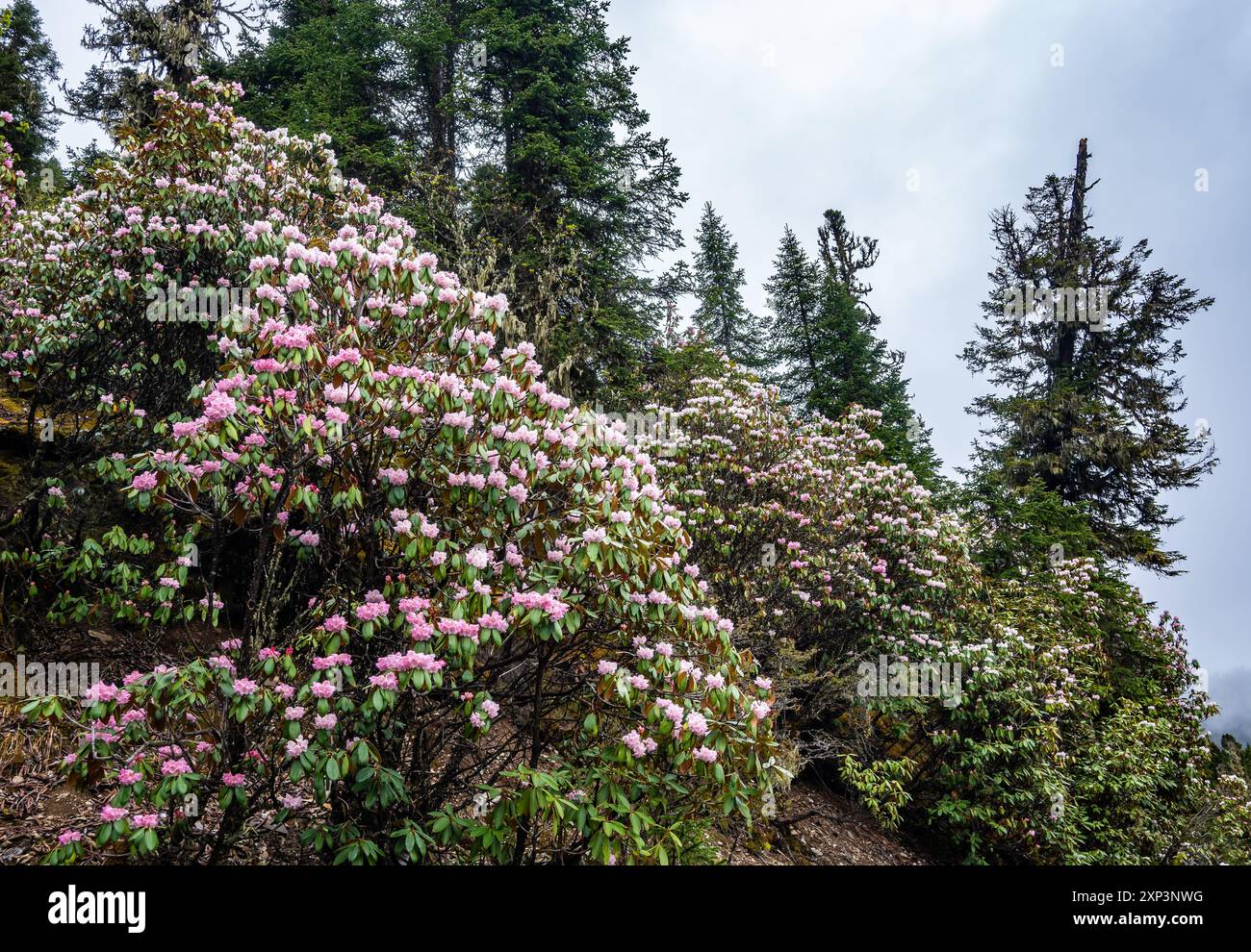 Pink flowers of Rhododendron in full bloom. Sichuan, China Stock Photo ...