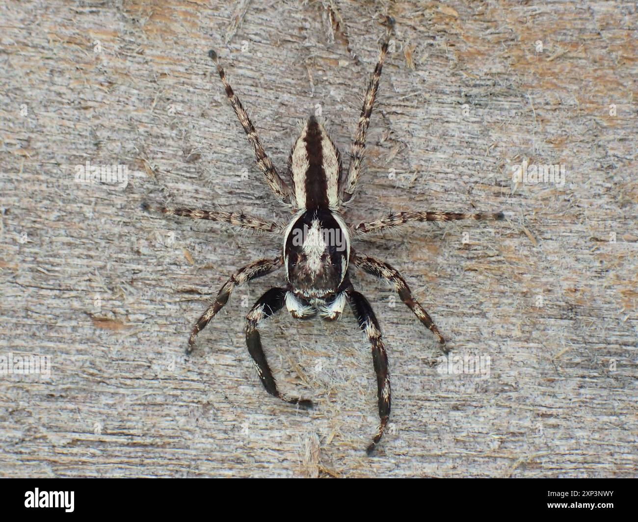 Gray Wall Jumping Spider (Menemerus bivittatus) Arachnida Stock Photo ...
