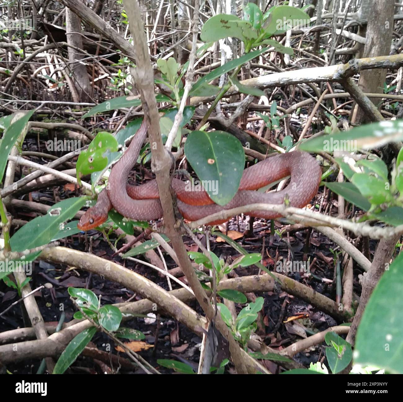 Mangrove Saltmarsh Snake (Nerodia clarkii compressicauda) Reptilia ...