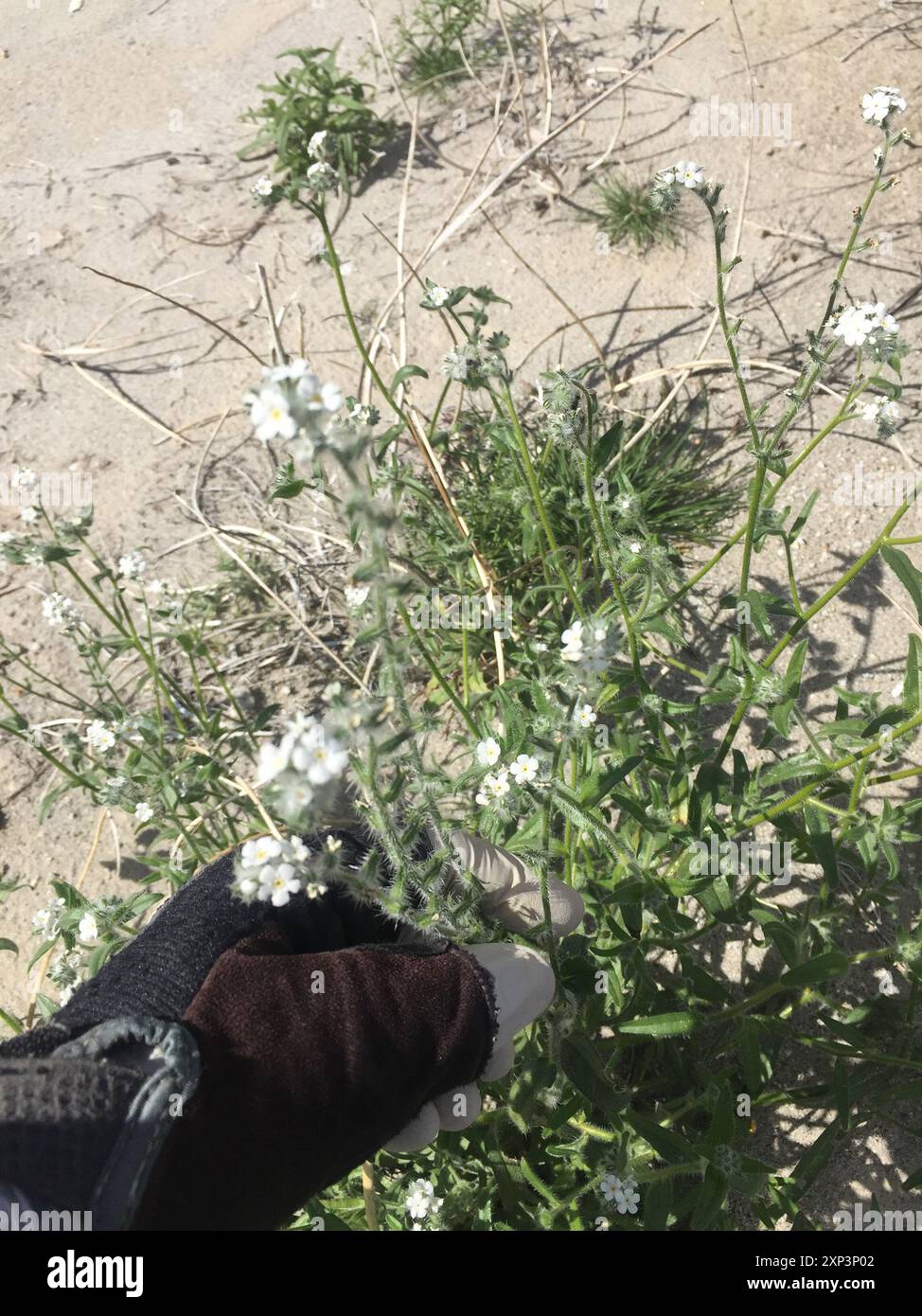 palm springs cryptantha (Cryptantha barbigera fergusoniae) Plantae ...