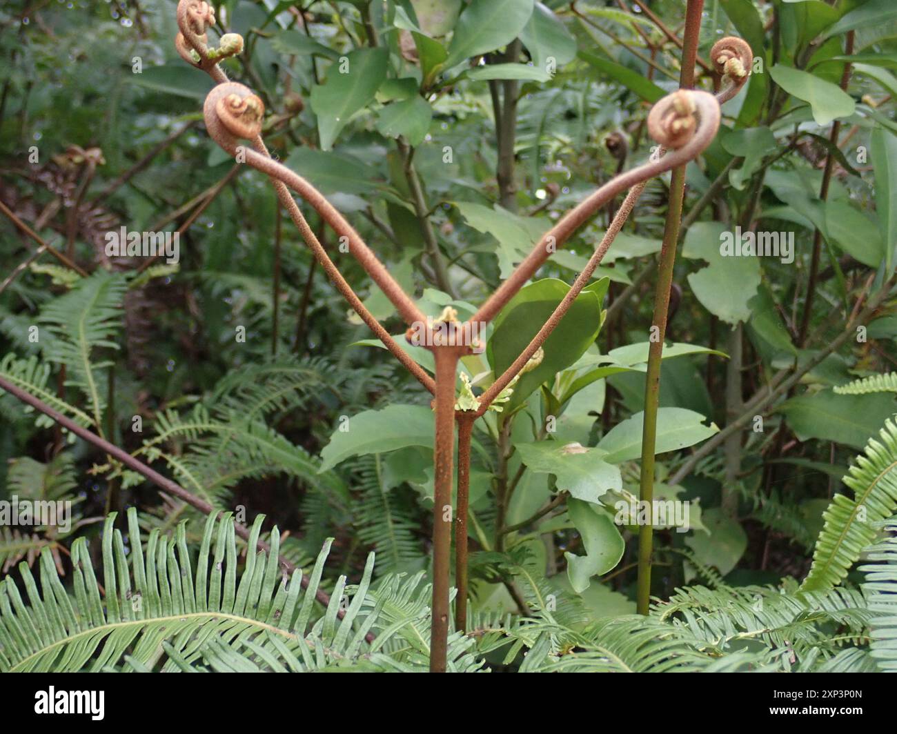 false staghorn fern (Dicranopteris linearis) Plantae Stock Photo - Alamy