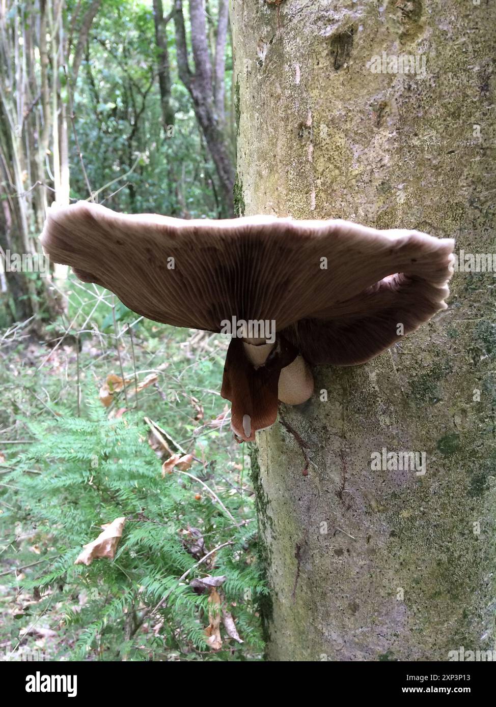 (Cyclocybe parasitica) Fungi Stock Photo - Alamy