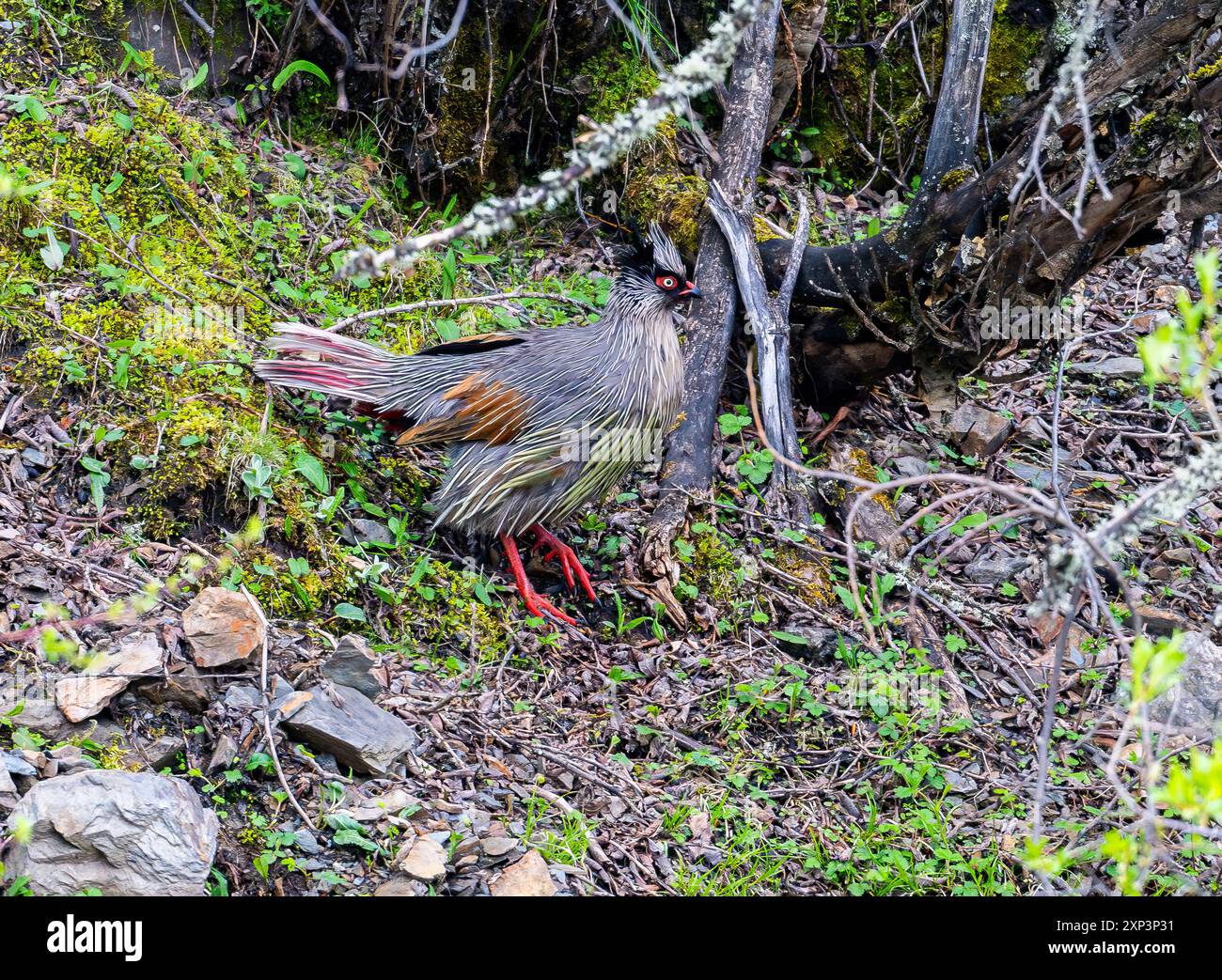 Ithaginis hi-res stock photography and images - Alamy