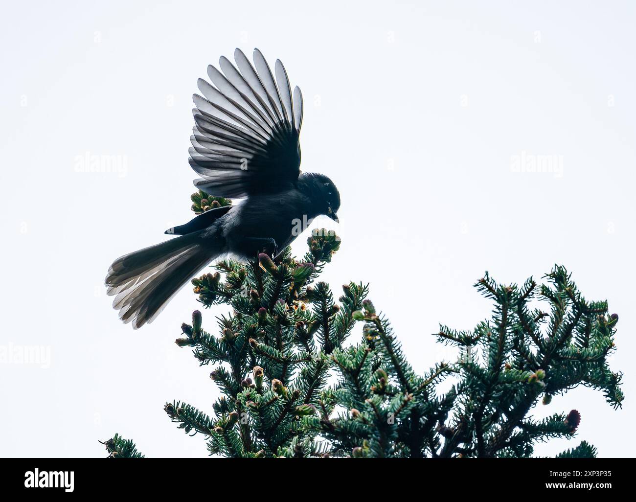 A Sichuan Jay (Perisoreus internigrans) landed on a pine tree. Sichuan ...