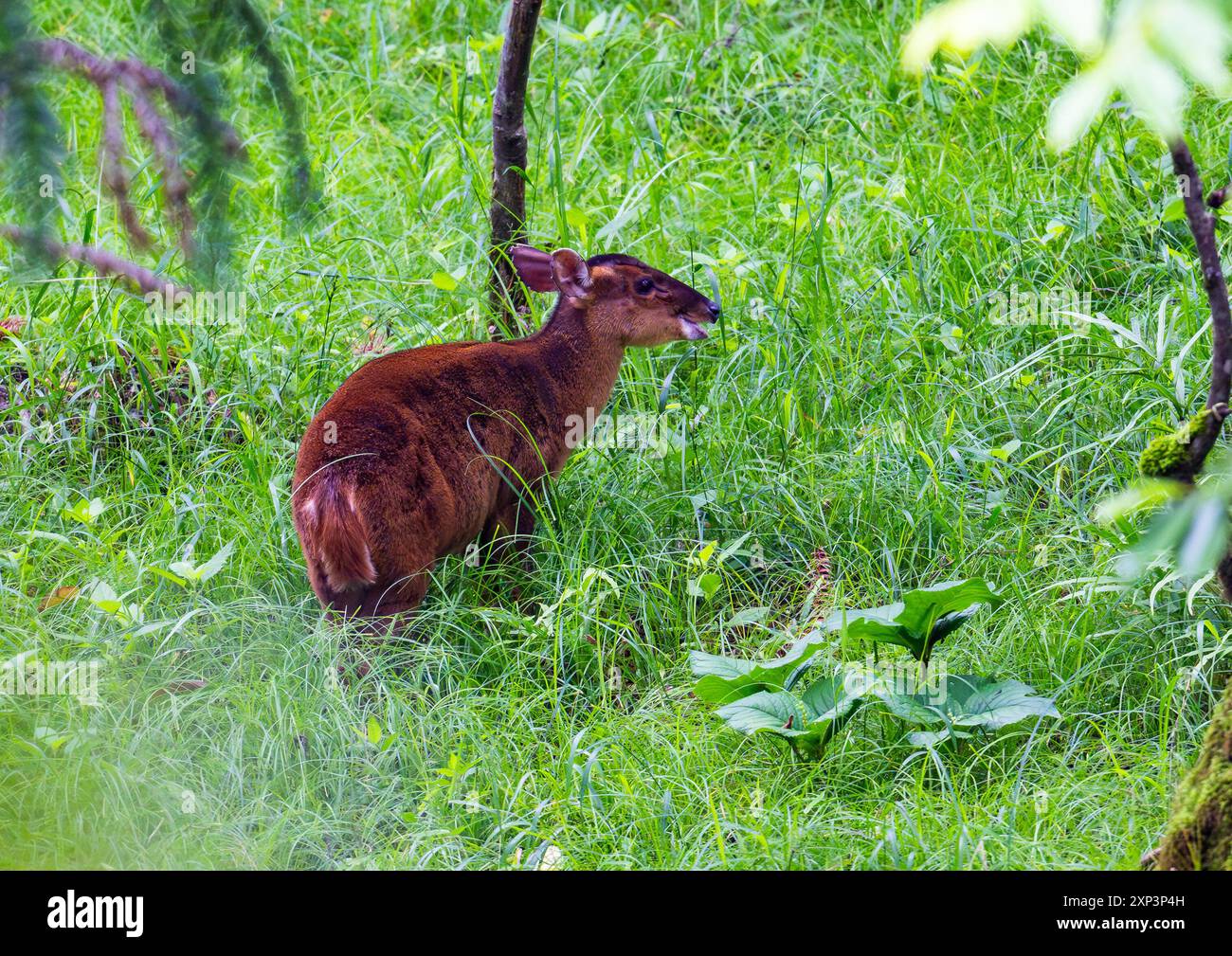 A Southern Red Muntjac (Muntiacus muntjak) in forest. Tangjiahe ...