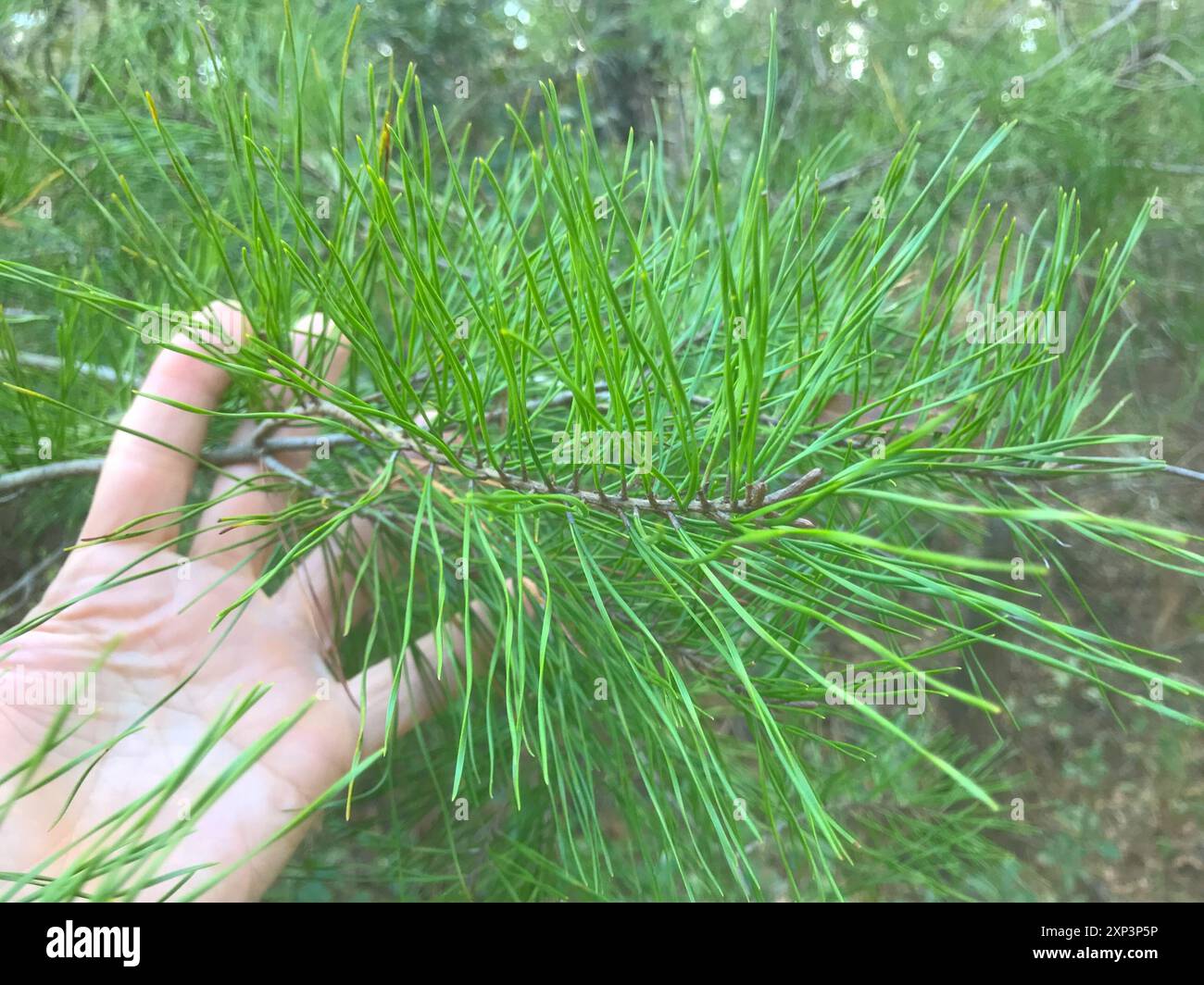 sand pine (Pinus clausa) Plantae Stock Photo - Alamy