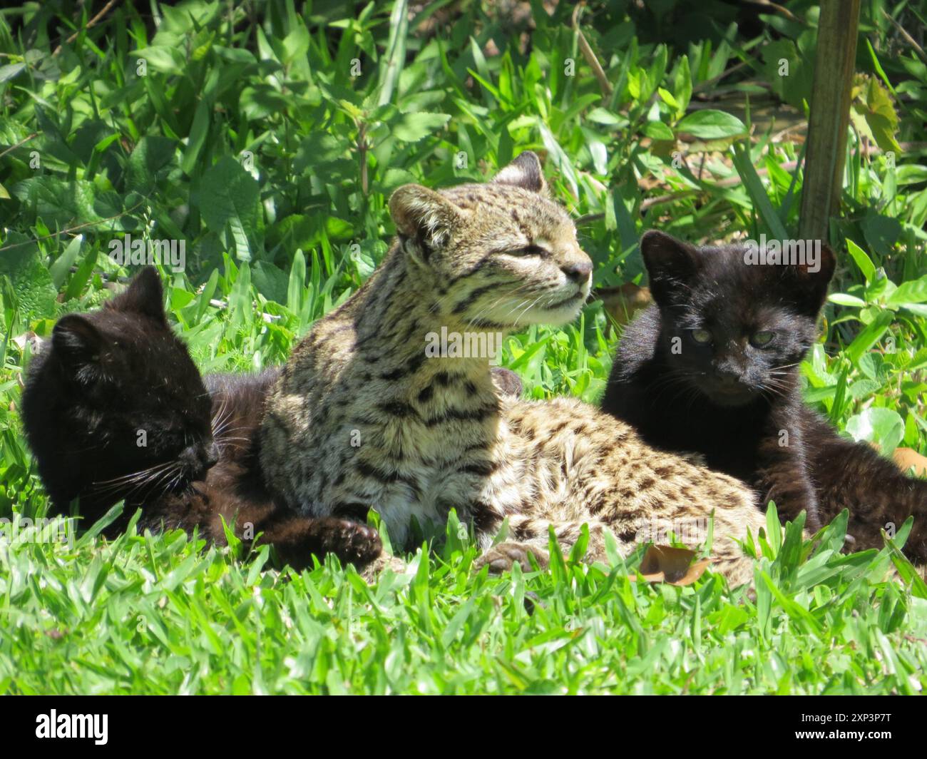 Geoffroy's Cat (Leopardus geoffroyi) Mammalia Stock Photo - Alamy