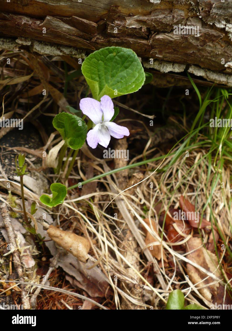 Broad-leaved Violet (Viola mirabilis) Plantae Stock Photo - Alamy