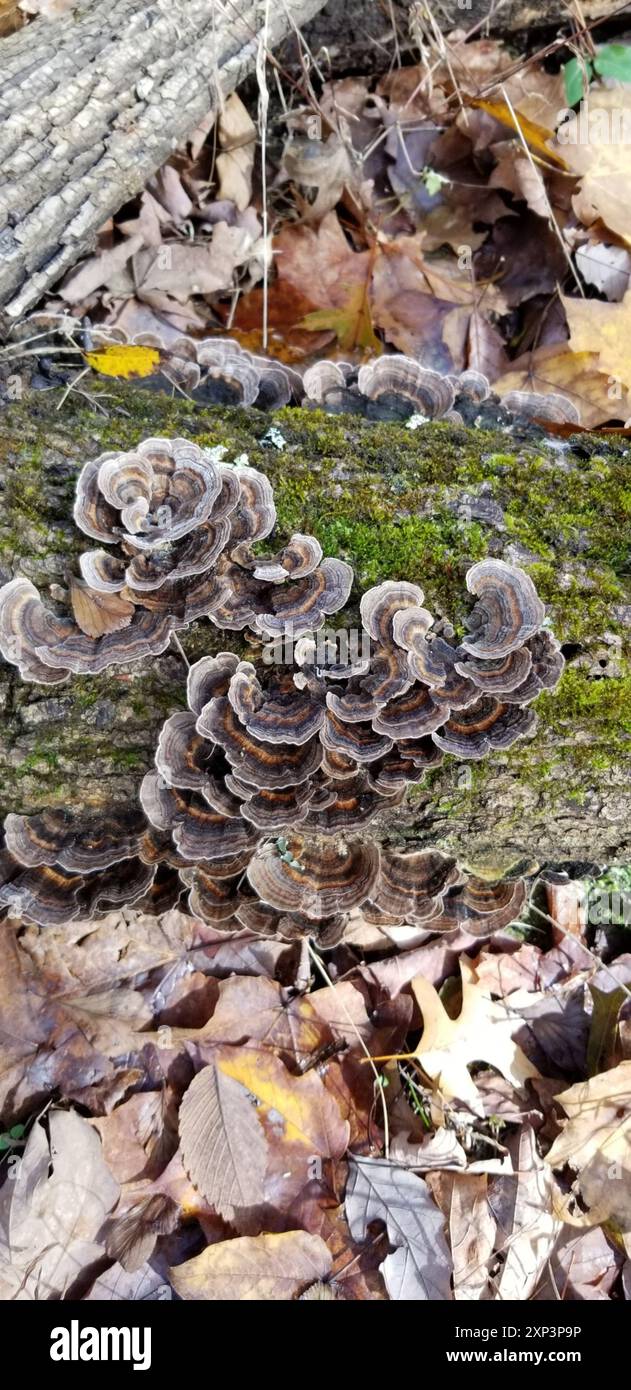 turkey-tail (Trametes versicolor) Fungi Stock Photo - Alamy