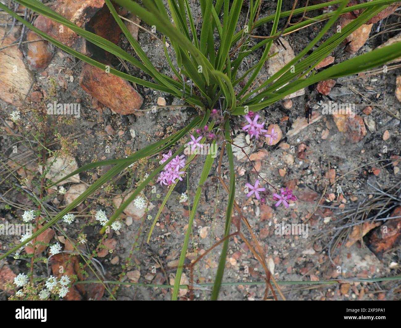 Corymbium hi-res stock photography and images - Alamy