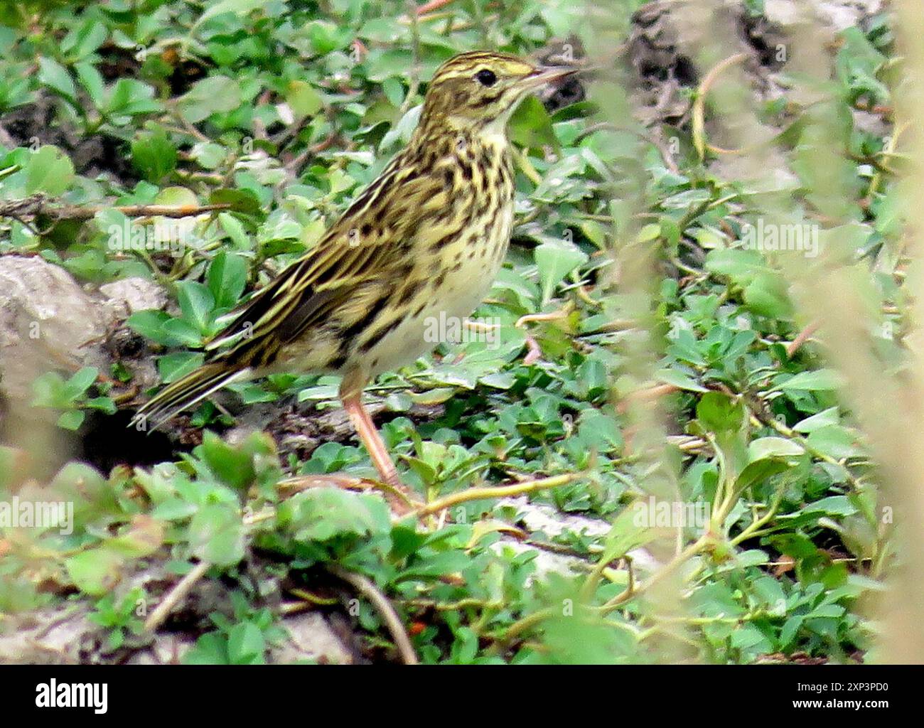 Correndera Pipit (Anthus correndera) Aves Stock Photo - Alamy