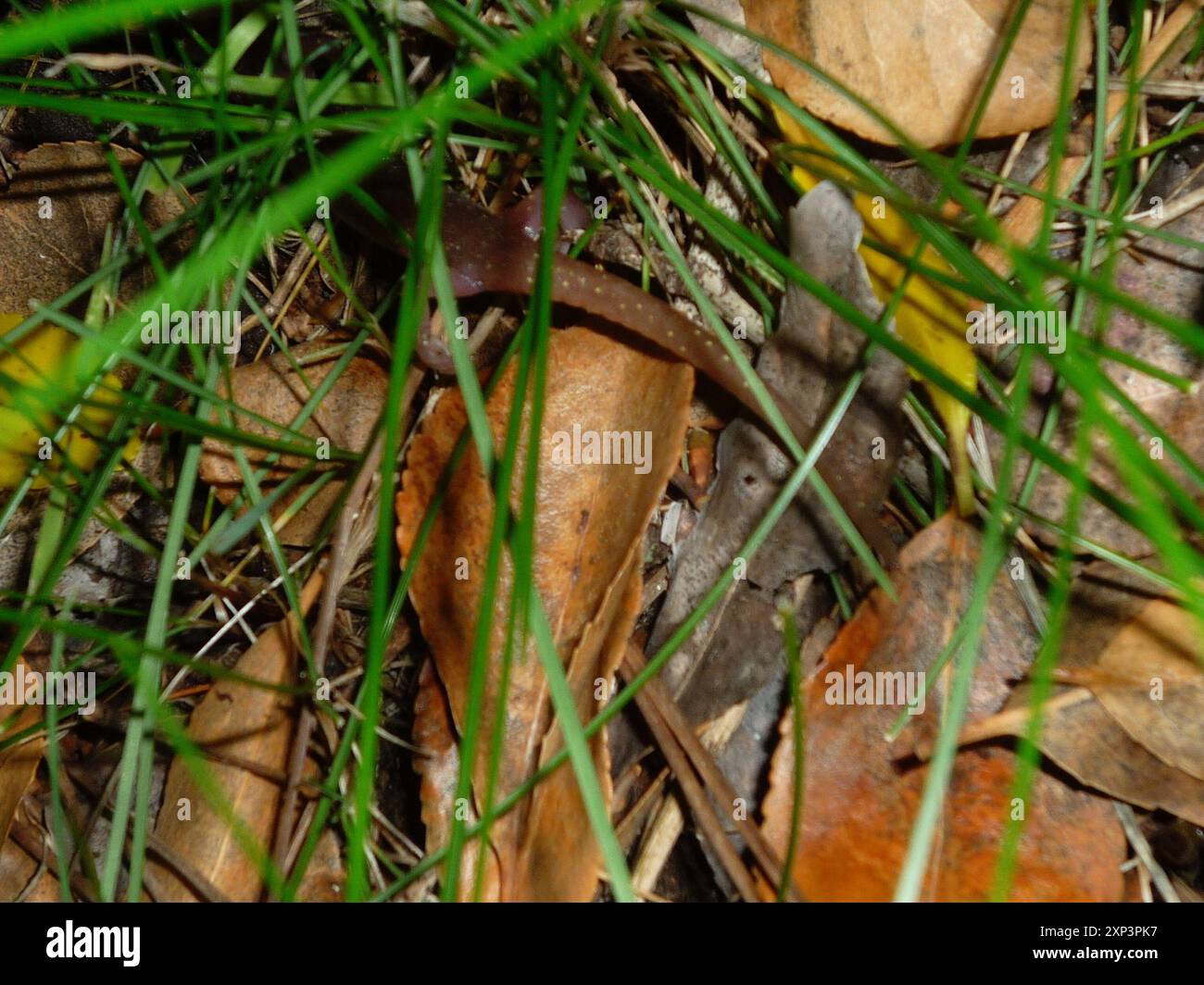 Arboreal Salamander (Aneides lugubris) Amphibia Stock Photo - Alamy