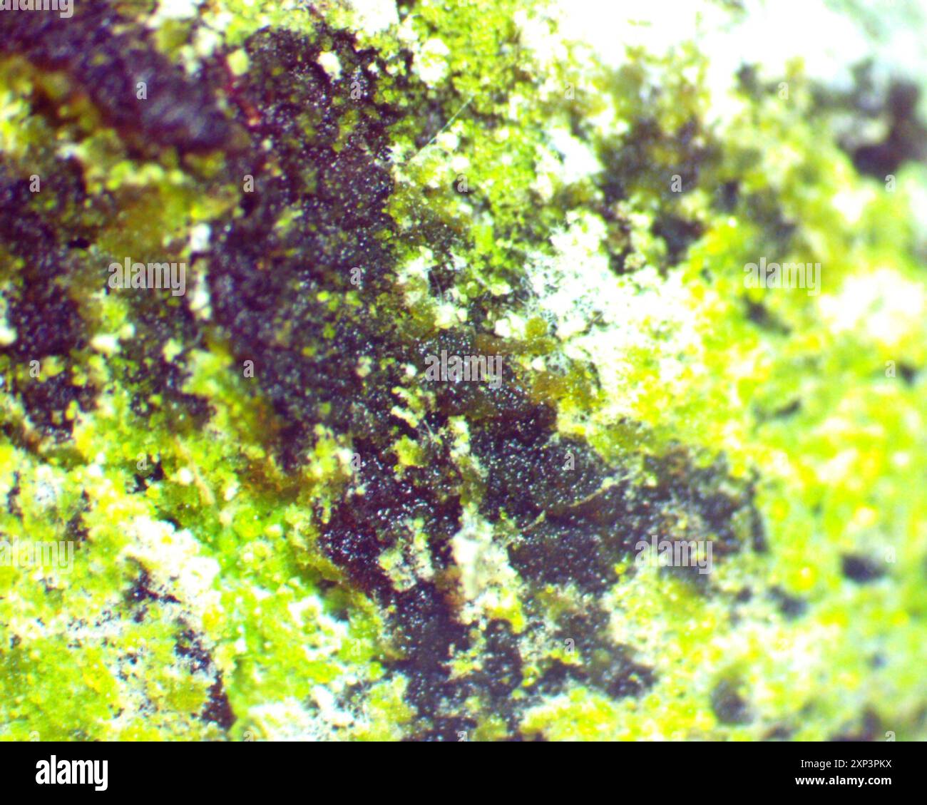 Dust Lichens (Lepraria) Fungi Stock Photo - Alamy